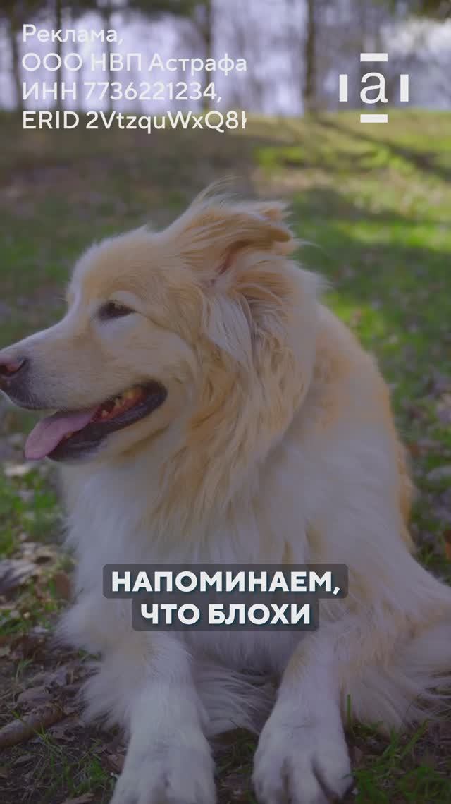 У голых животных не бывает блох?