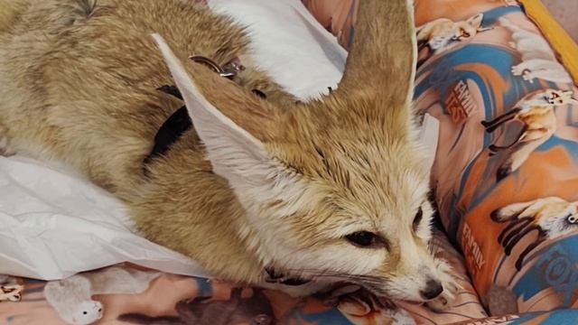 Фенек - миниатюрная лисица с крупными относительно тела ушами, живущая в пустынях Северной Африки