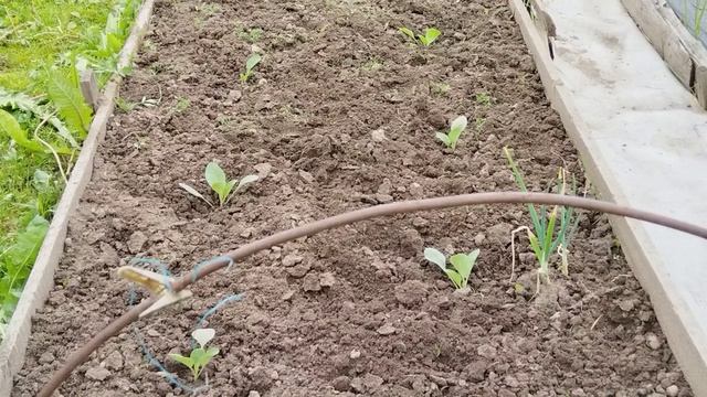 Чем подкормить капусту. Уход  за капустой, обработка.