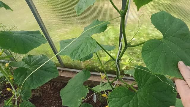 Подвязка огурцов в теплице. Мой способ