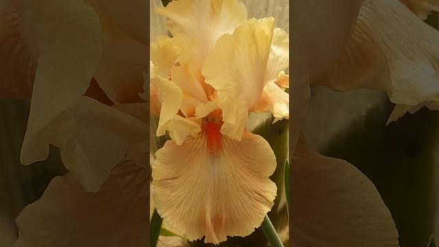 ирис сеянец №414 (Vlasova' 2025)