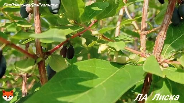 06.06.2025 уДача-дача ПЕРВЫЕ ВИТАМИНЫ 
ЖИМОЛОСТЬ