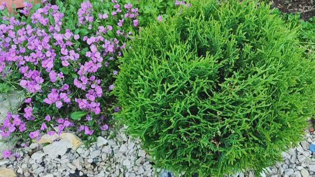 Мой майский сад ; красота в каждом уголке .