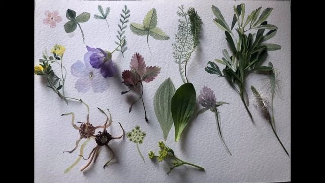 Рисуем лето  Урок № 8  Гербарий