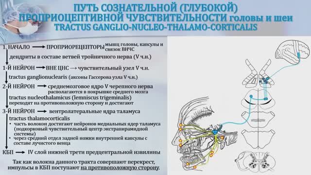 3. ВИДЕОУРОК - ЧУВСТВИТЕЛЬНЫЕ ПРОВОДЯЩИЕ ПУТИ ГОЛОВЫ И ШЕИ