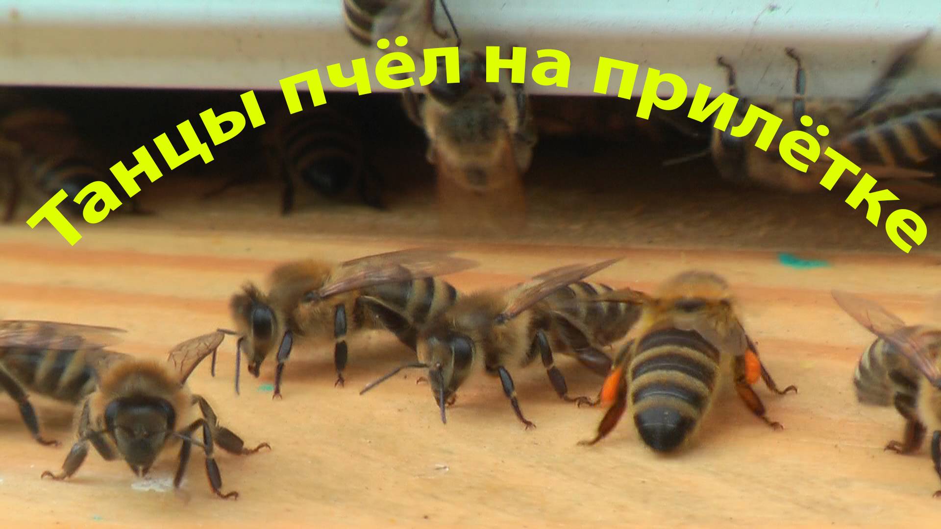 Как пчёлы общаются? Расшифровка танцев от профессора Кашковского