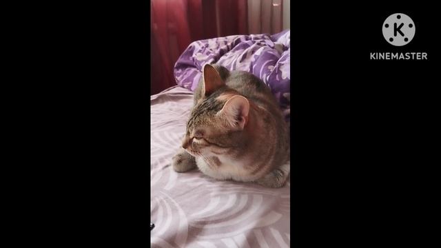 Никита 7 первое видео под новым наименованием