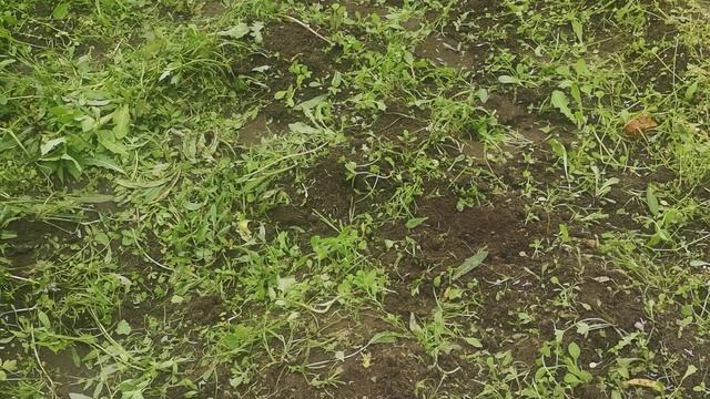 Слепые корни, лето следующего года после прикопки, Ленинградская область