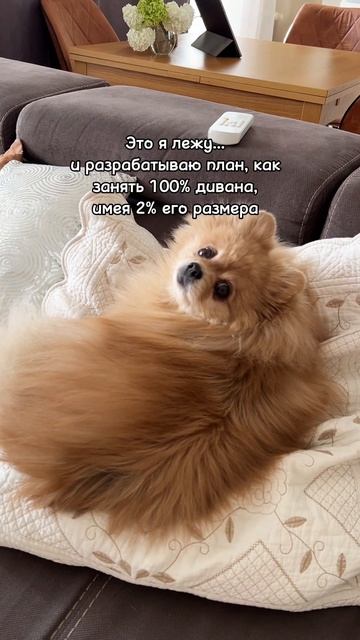 Бася - великий стратег!