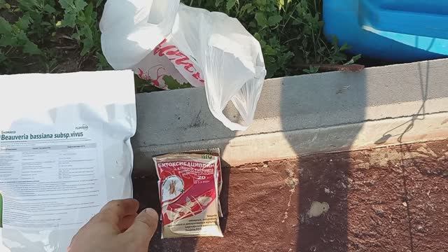 Чем эффективно обработать картофель от колорадского жука?