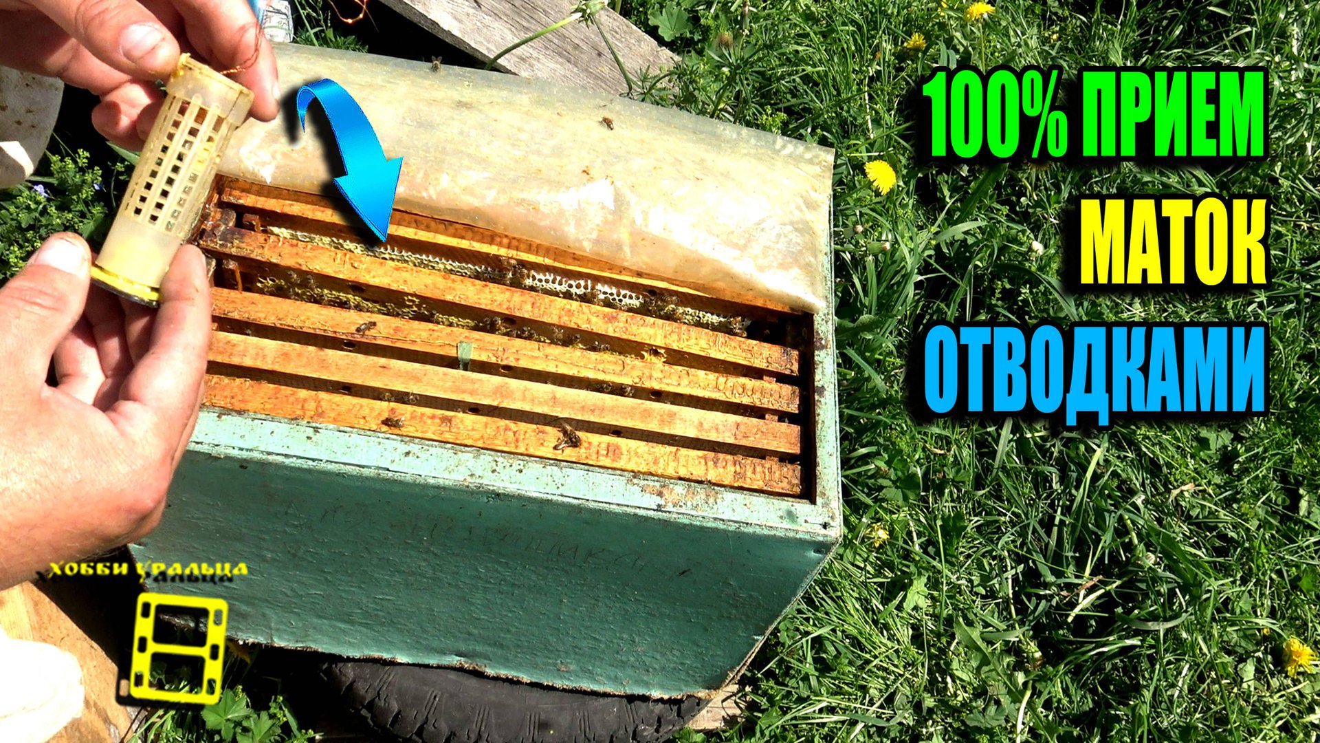 НАДЕЖНЫЙ СПОСОБ ПОДСАДКИ ПЧЕЛИНЫХ МАТОК В ОТВОДОК. РАБОТА С ОСНОВНЫМИ СЕМЬЯМИ. ПЧЕЛОВОДСТВО 25-21