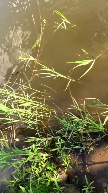 #рыбалка #сом