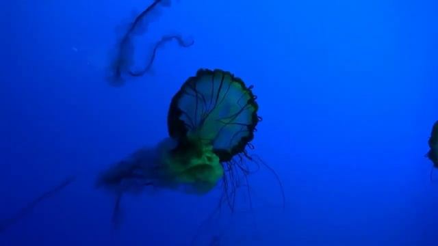 4к видео Красивое чтения Корана с природой слушать Коран с природой