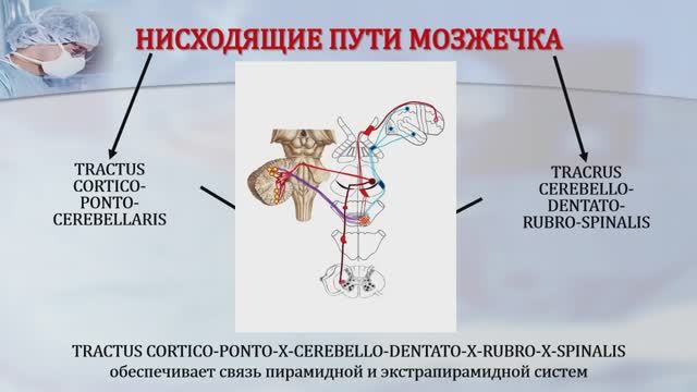 7 ВИДЕОУРОК - НИСХОДЯЩИЕ ПУТИ МОЗЖЕЧКА