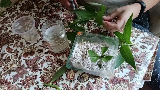 Размножаю лилию методом черенкования.