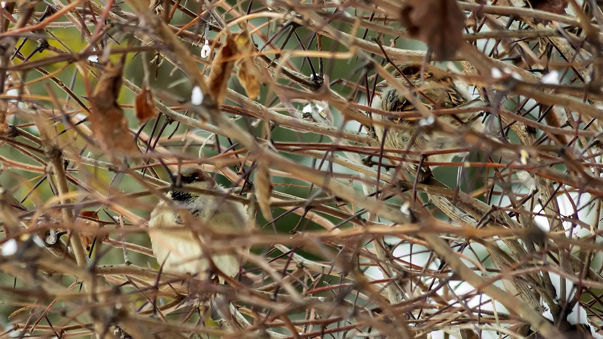 Поющие кусты...