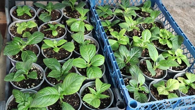 Крупнолистные гортензии — моё личное видение