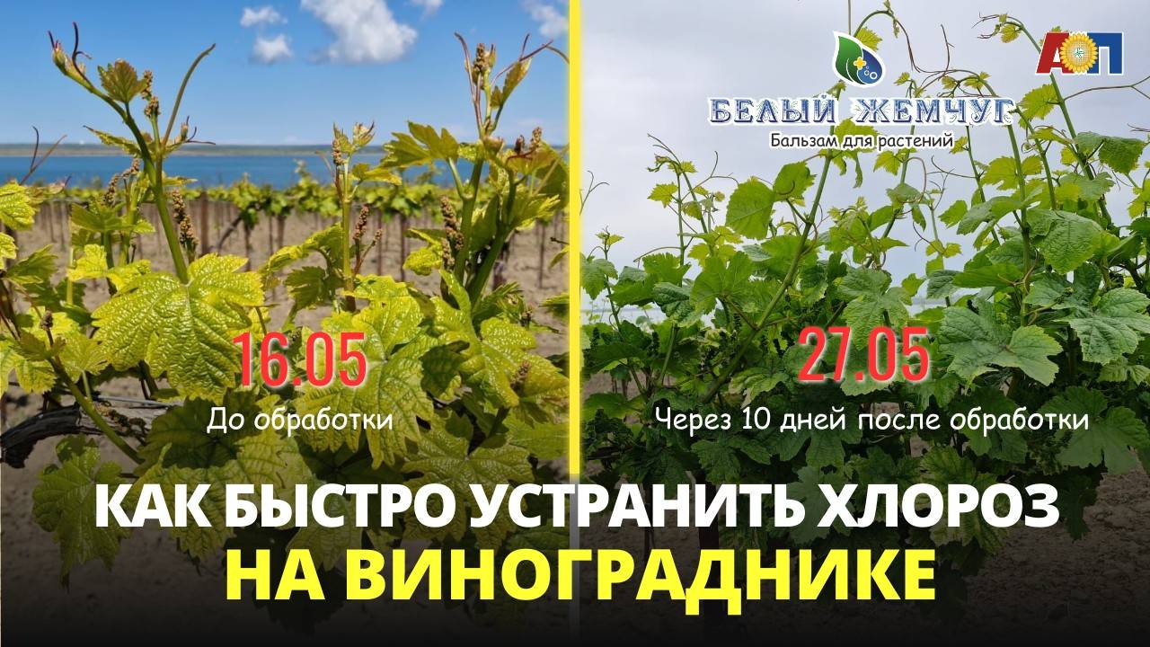 Как быстро устранить хлороз на винограднике