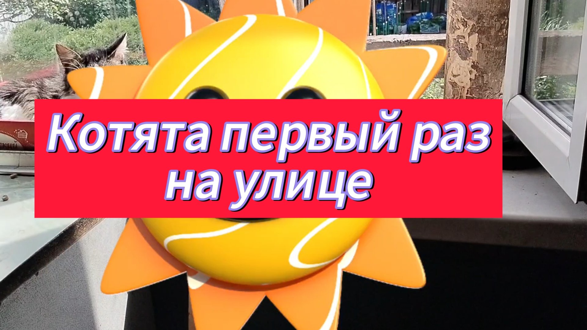Котята первый раз на улице