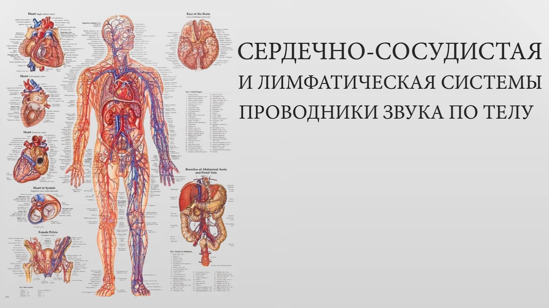 17. Сердечно-сосудистая и лимфатическая системы – проводники звука по телу