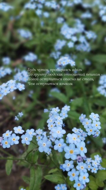 04.06.25 АЗ #ниднябезрифмы