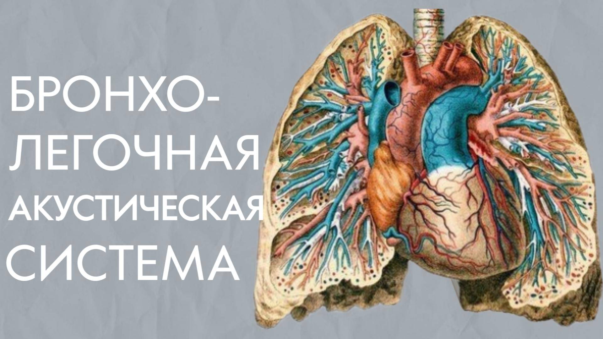 18. Бронхо-легочная акустическая система