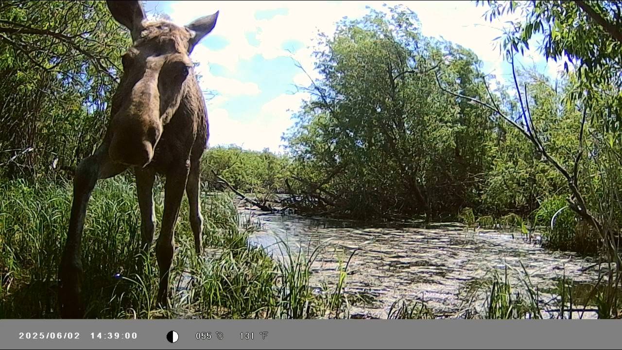 ЛОСЬ ПРИШЁЛ К ФОТОЛОВУШКЕ!!! ФОТО ДИКОЙ ПРИРОДЫ!