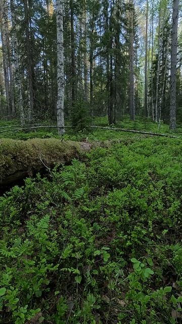 Комар-р-р-ы!