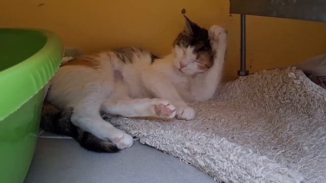 День 5-ый / Феша прячется под ванной / Как же приручить дикую кошку? #Котики #КошкаФеша