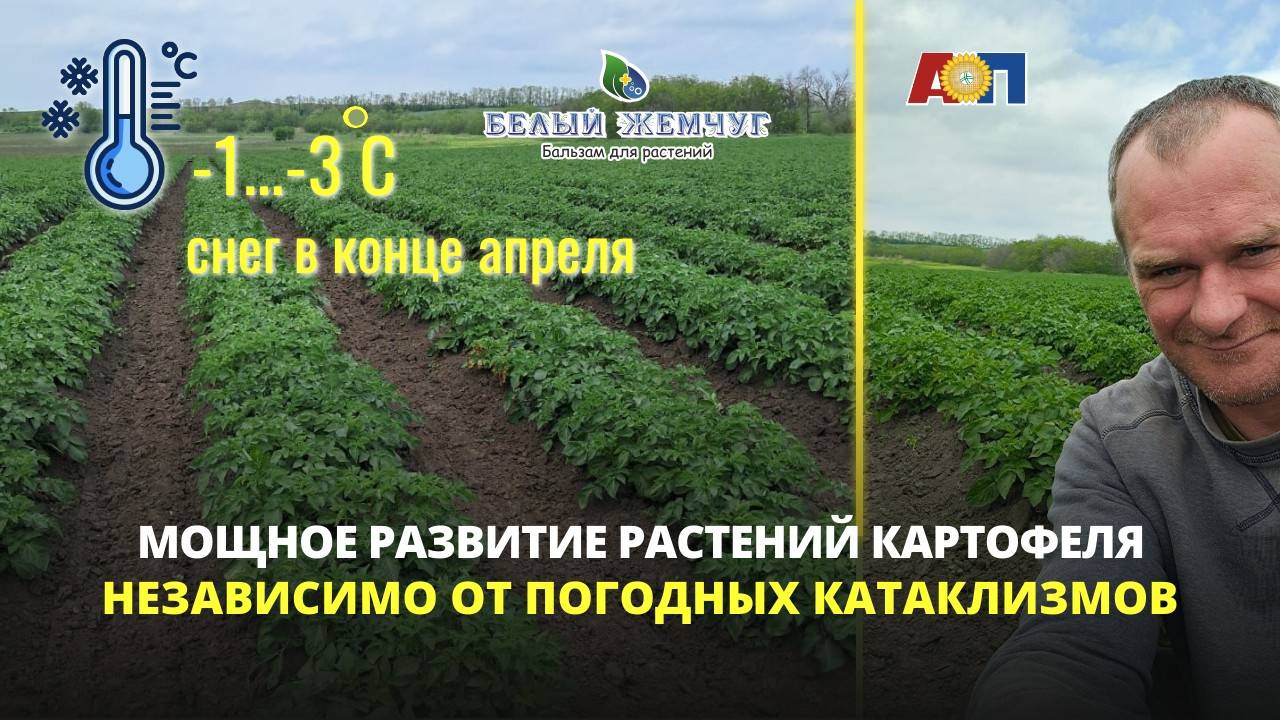 Мощное развитие растений картофеля независимо от погодных катаклизмов