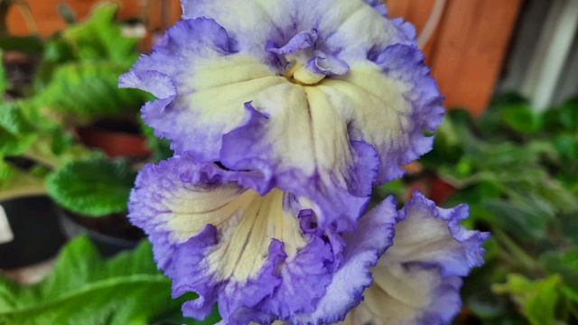 Стрептокарпусы селекции ZM (Злата Метлушко).