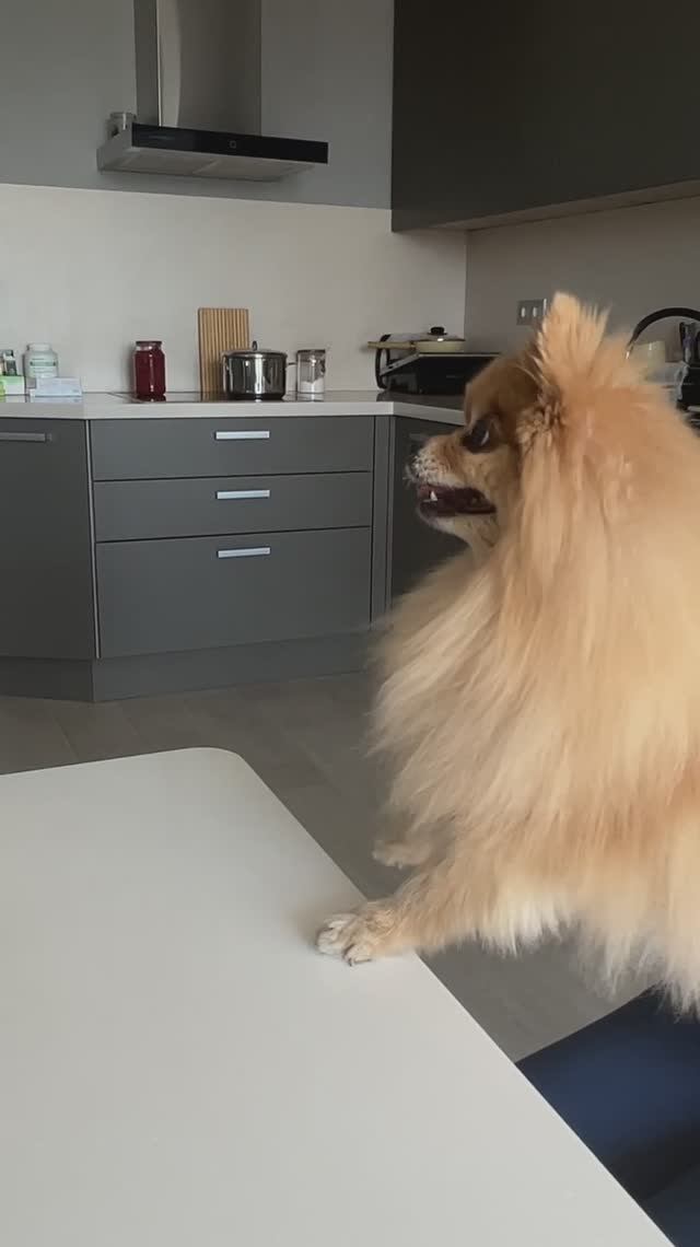 Бася разучилась выть, но научилась бить чечётку