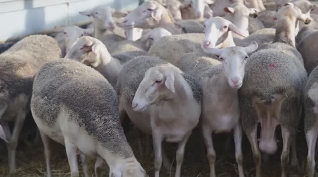 ❤️ Как овцы и бараны пасутся на лугу. 🚀 Овцеводство и бараний крик.