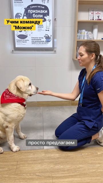 Команда "Можно"