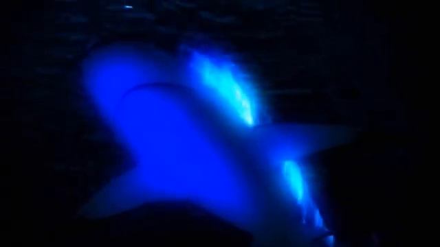 Морские монстры СУЩЕСТВУЮТ