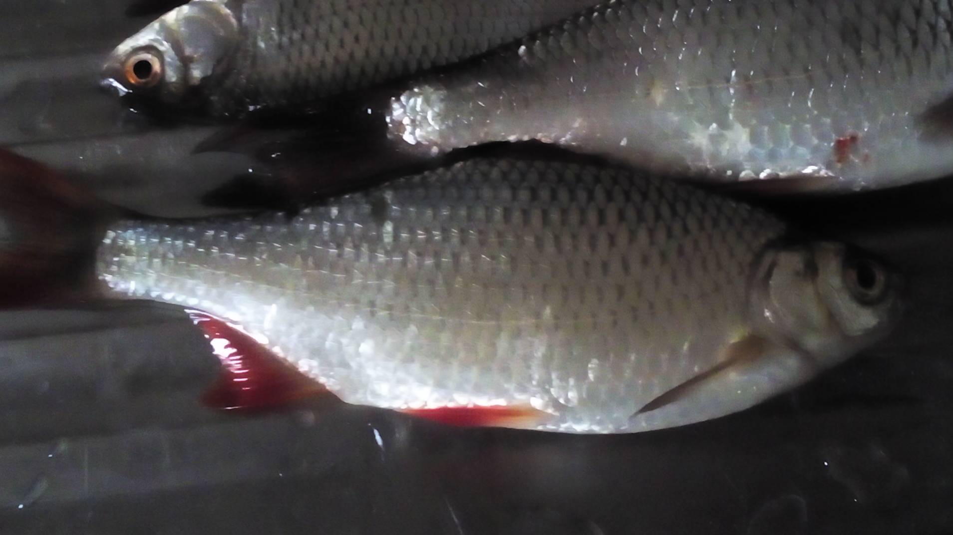 РЫБАЛКА НЕ ВЕСЬ СИЛИКОН ДЛЯ НЕЁ ПОДХОДИТ И ЕЩЁ КОЕ ЧТО