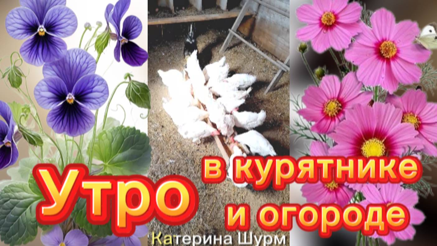 #4|25 ДЕРЕВЕНСКИЕ БУДНИ|Как я готовлю утренний корм курам |Куры с птицефабрики|Яйца|Огород в Сибири