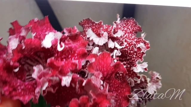 Стрептокарпус ZM-Килиманджиро (варианты цветения)