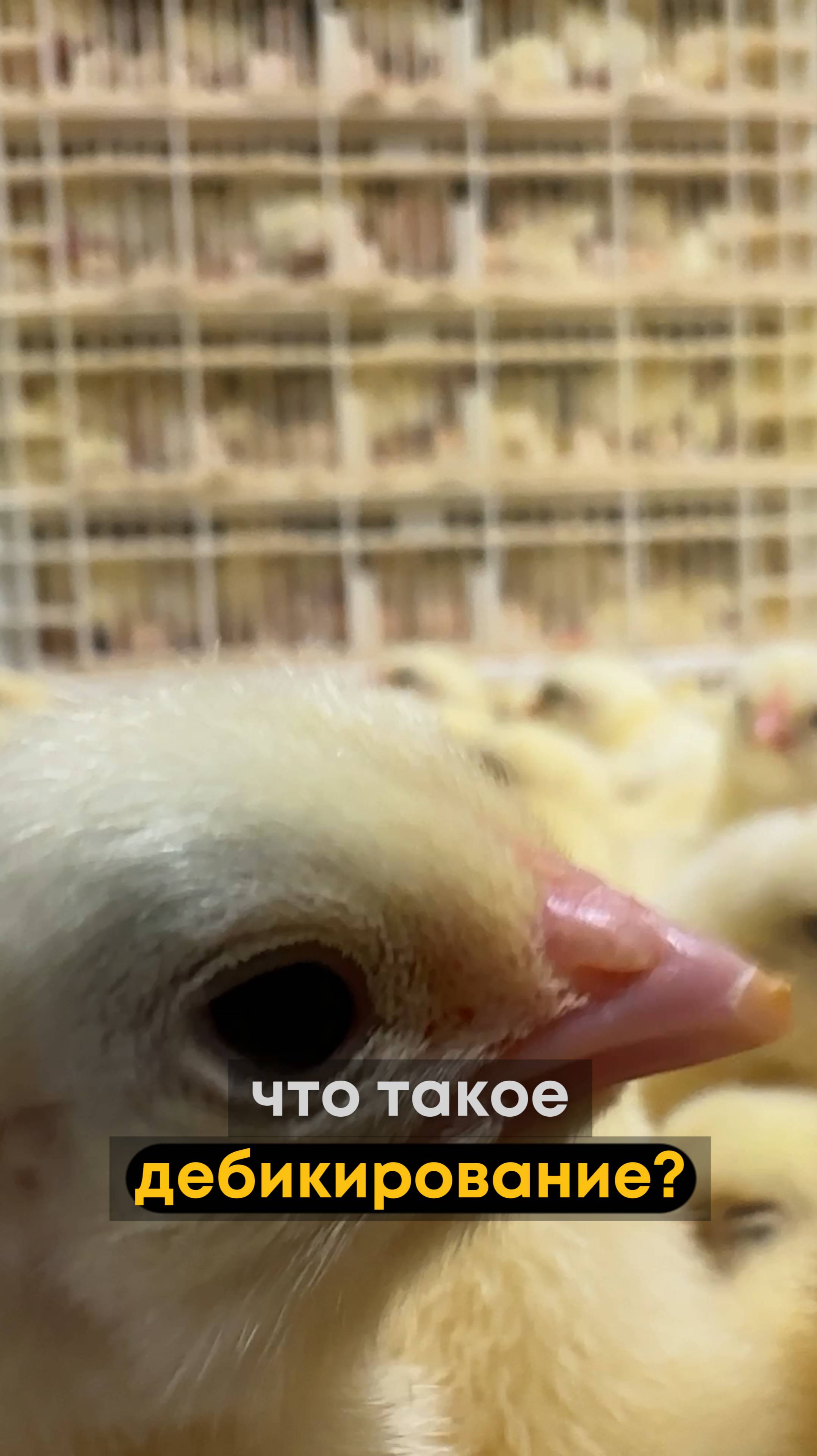 С клювом или без?