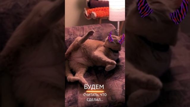 Котэ на фрилансе
