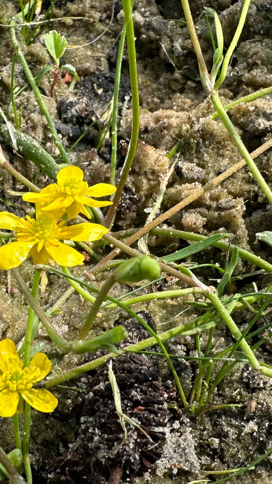 Папоротник