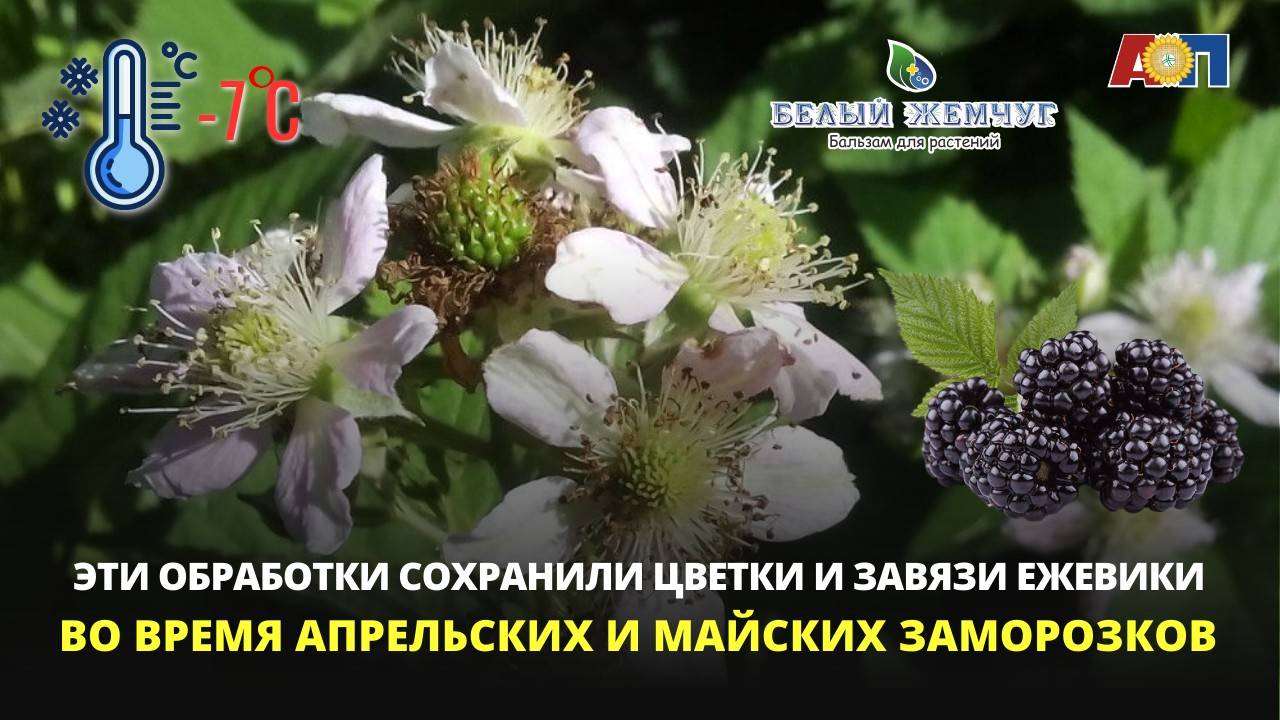 Эти обработки сохранили цветки и завязи ежевики в Волгоградской области во время заморозков