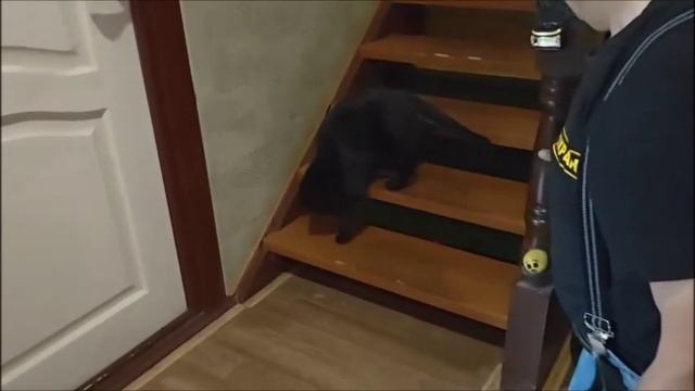 укрощение бешеного шарика