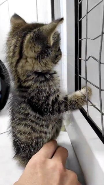 Найденный котенок Айви