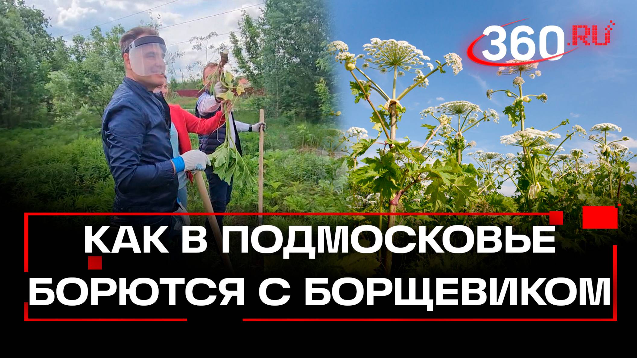 В Подмосковье стартовала кампания по борьбе с борщевиком