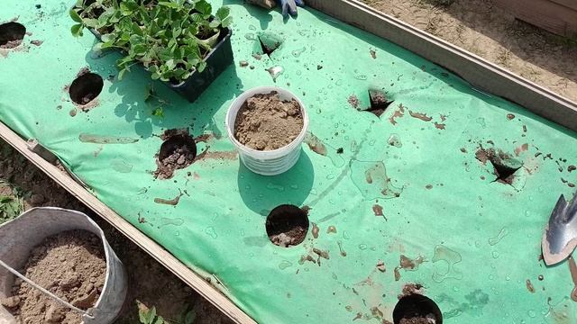 Посадка рассады клубники на грядку, покрытую мульчирующим двухслойным спанбондом