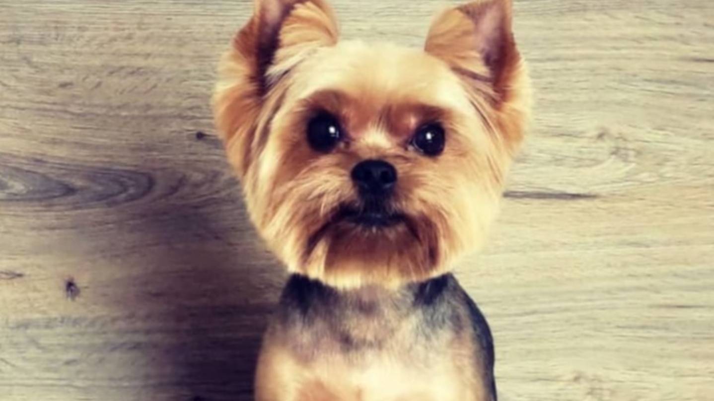 Банный день у Микки. Уход за Йорком.