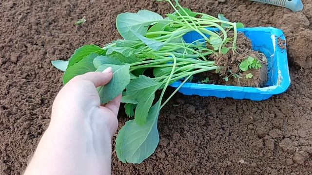 Что добавить в лунку при посадке капусты для защиты от вредителей