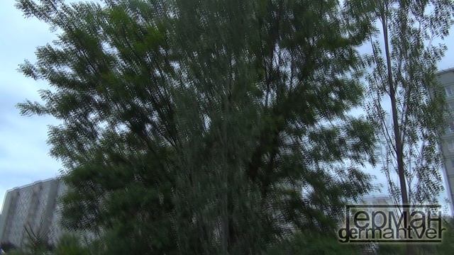 Косой косарь срубил каштан