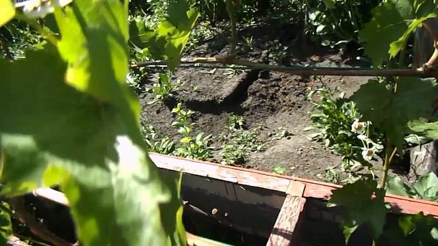 21. Мускат Блуа (Блау) начал цвести.